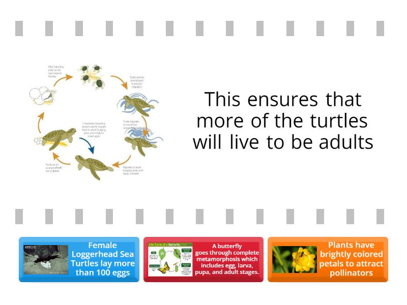 Life Cycle Adaptations are differences in the way that animals or ...