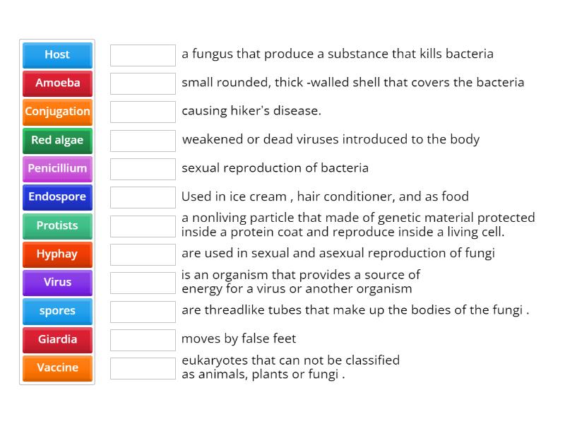 viruses , bacteria, protists and fungi - Match up