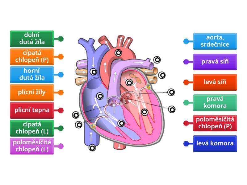 Stavba srdce - Labelled diagram