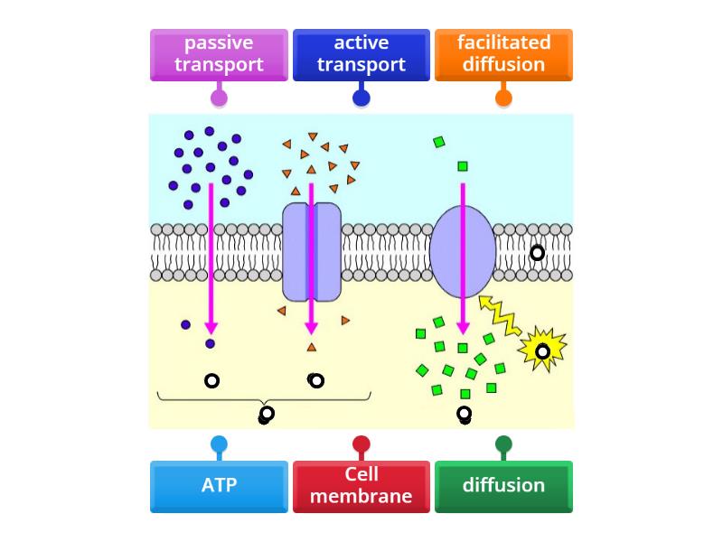 Cell Transport 2 - Labelled diagram