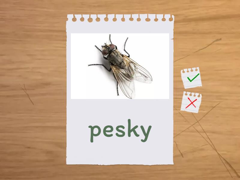 Judy Moody and Stink Vocabulary - Flash cards