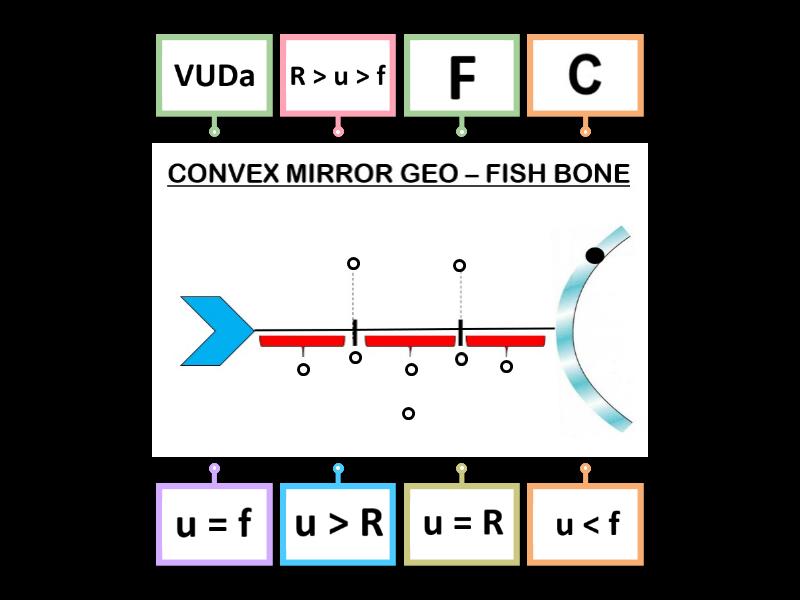 HANDS ON 2 : CONVEX MIRROR GEO - FISH BONE BY WORDWALL - Labelled diagram
