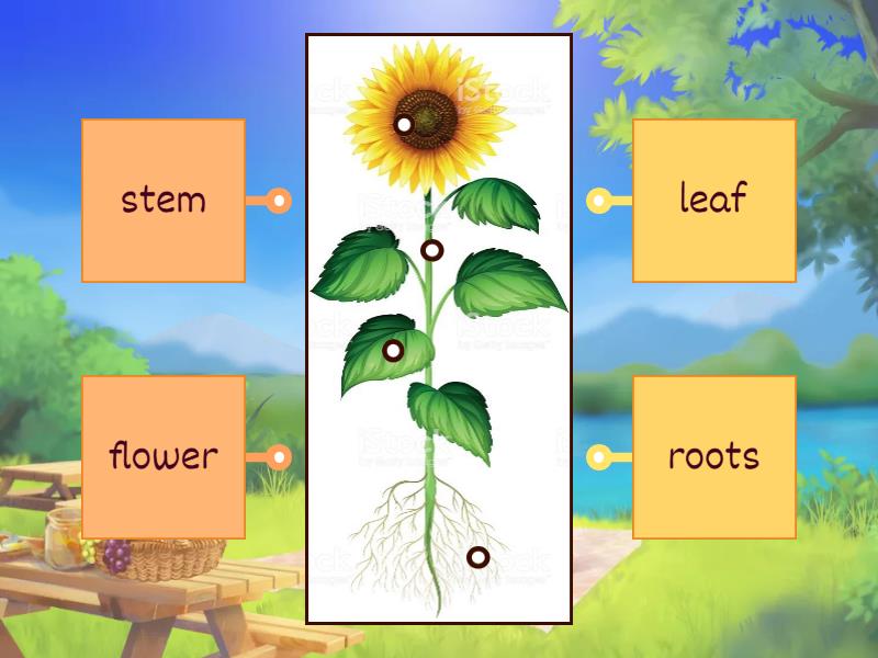 Parts of a plant - Labelled diagram