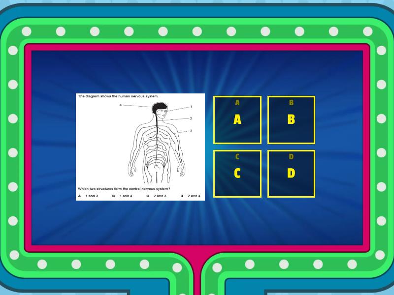 The nervous system - Gameshow quiz