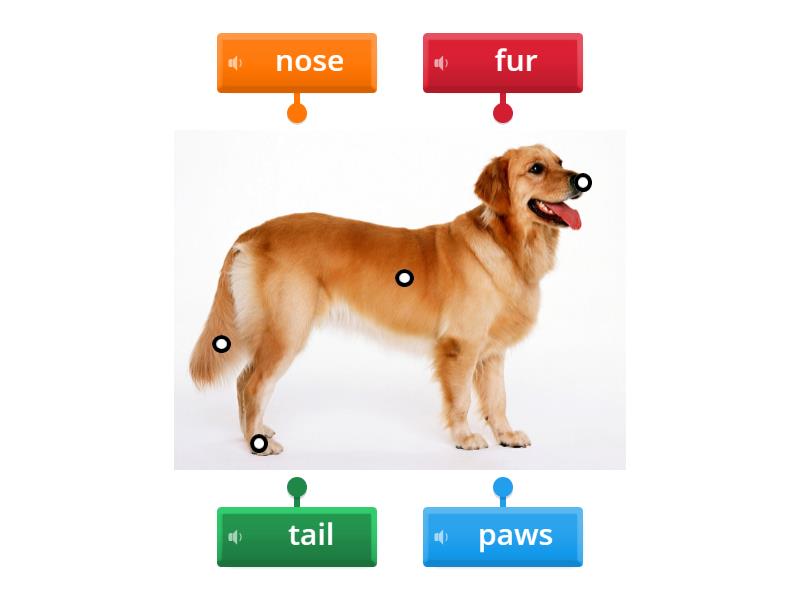 Mammal - Labelled diagram