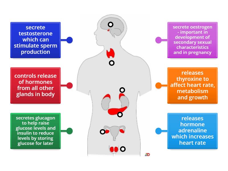 Endocrine System: Function of the glands. - Labelled diagram