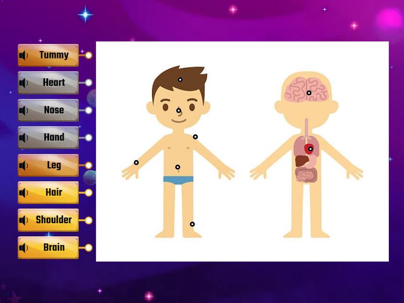 Human Body - Labelled diagram