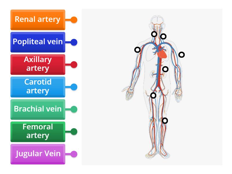 Arteries (Red) and Veins (Blue) - Labelled diagram
