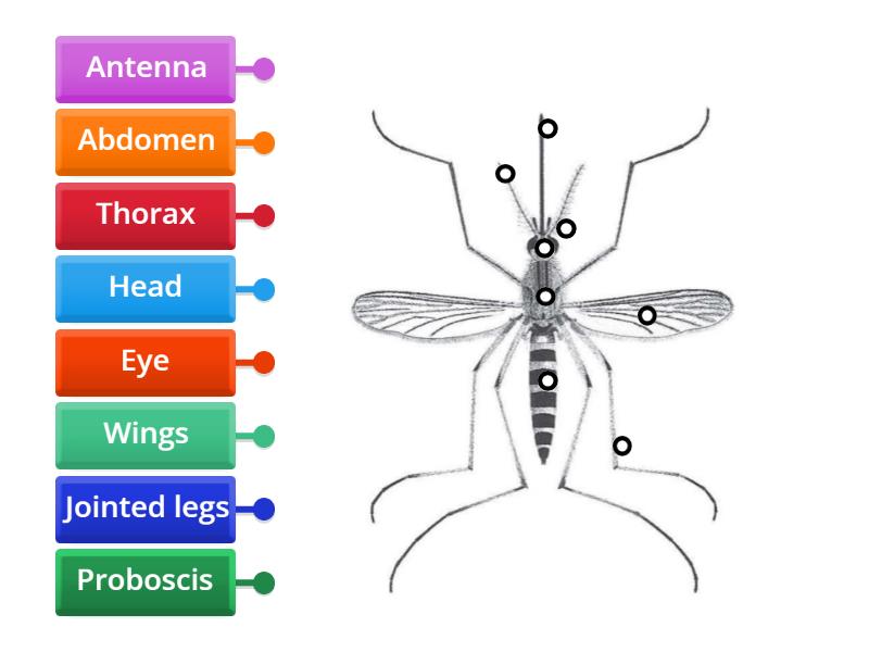 Label the parts of the mosquito - Labelled diagram