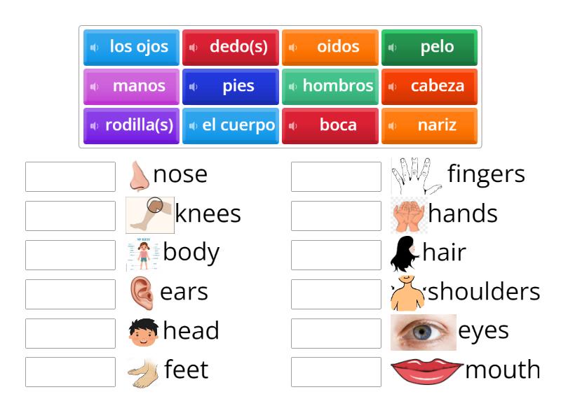 Basic Body Parts in Spanish - Match up