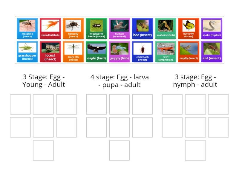Life Cycle of animals - Group sort