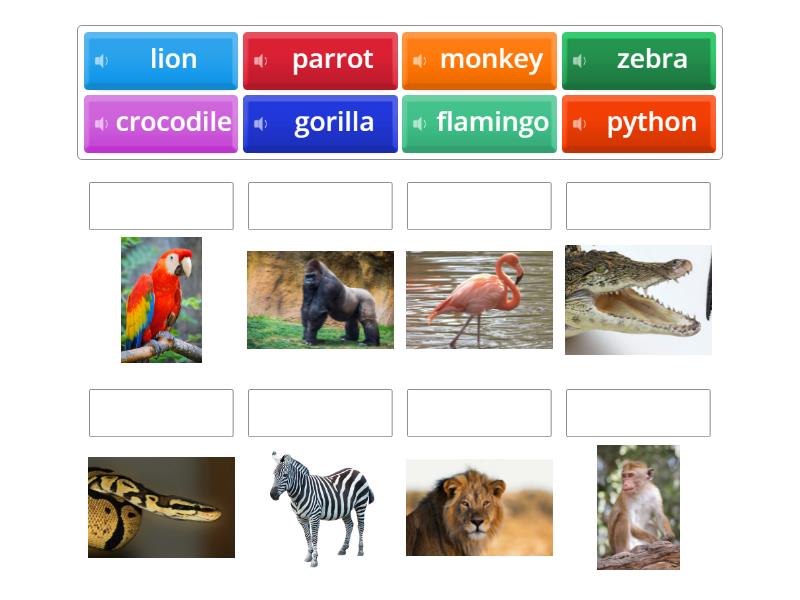 Wild animals unit 4 Let's explore - Match up