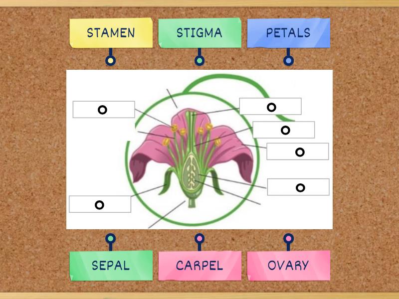 PARTS OF A FLOWER - Labelled diagram