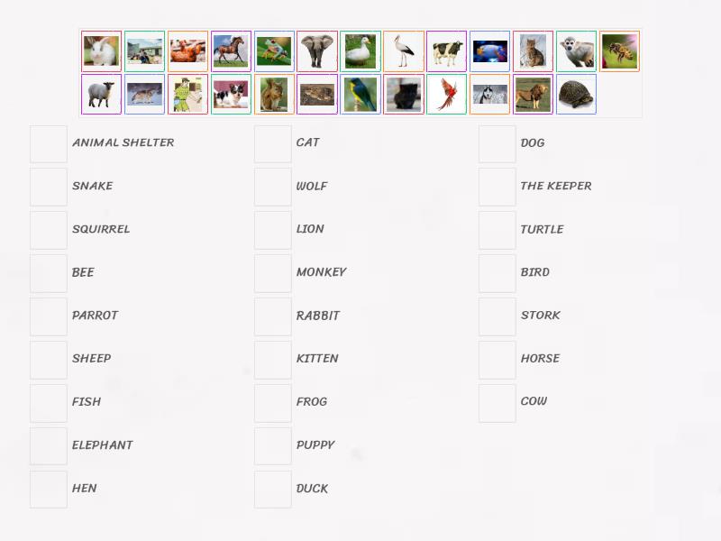 Animal Shelter Words - Match up