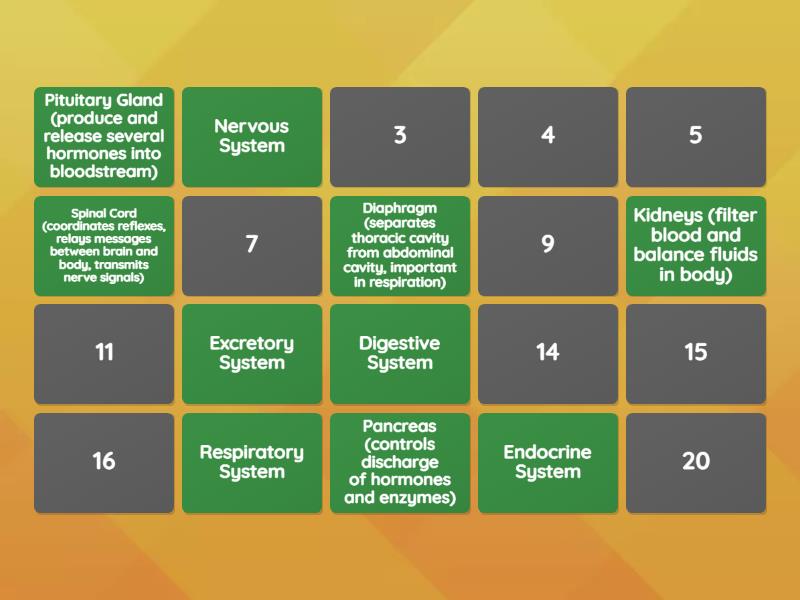 Body Systems Matching System to 1 organ/item + function - Matching pairs