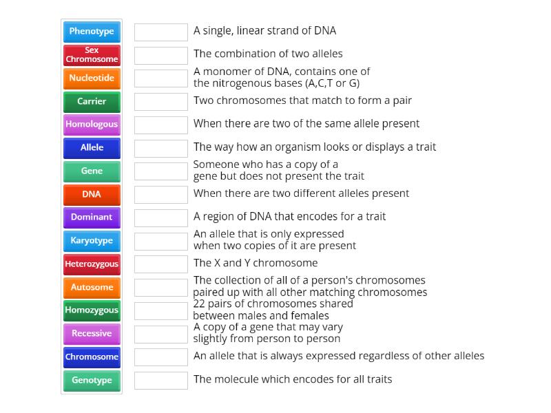 Genetics Definitions - Match up