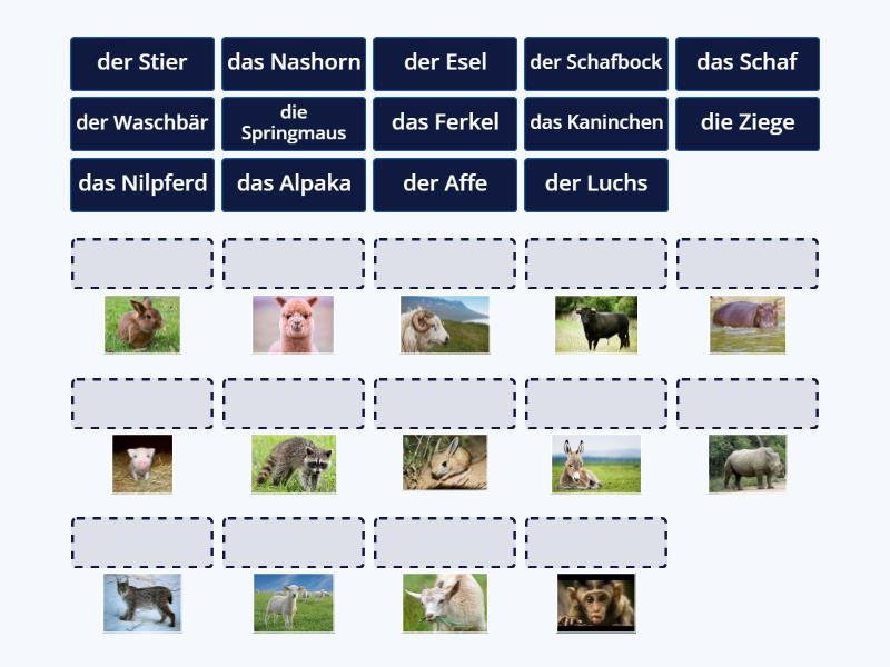 B2.Haus-Wildtiere - Match up