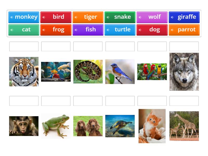 Animals - Une las parejas