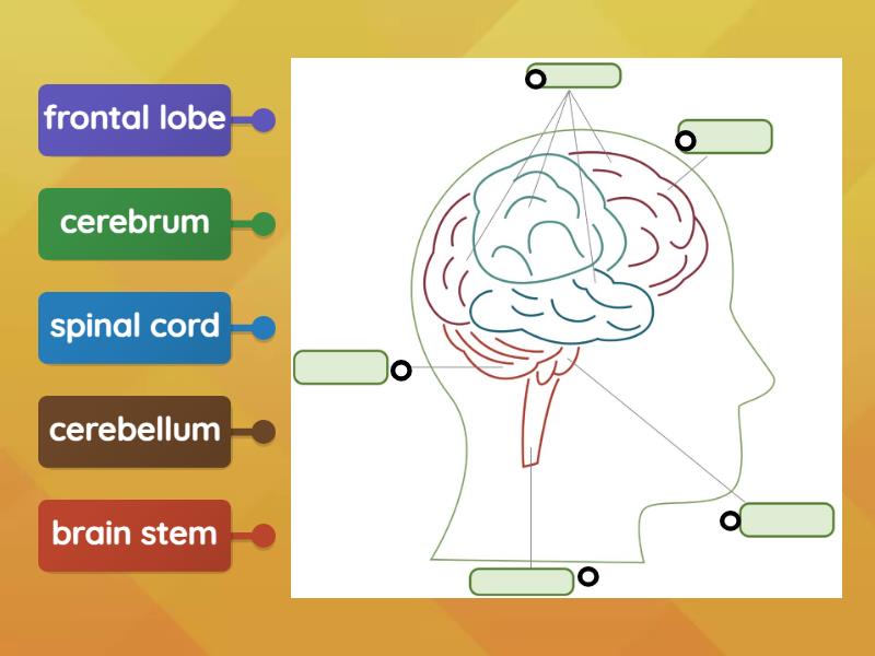 Match the brain parts! - Labelled diagram