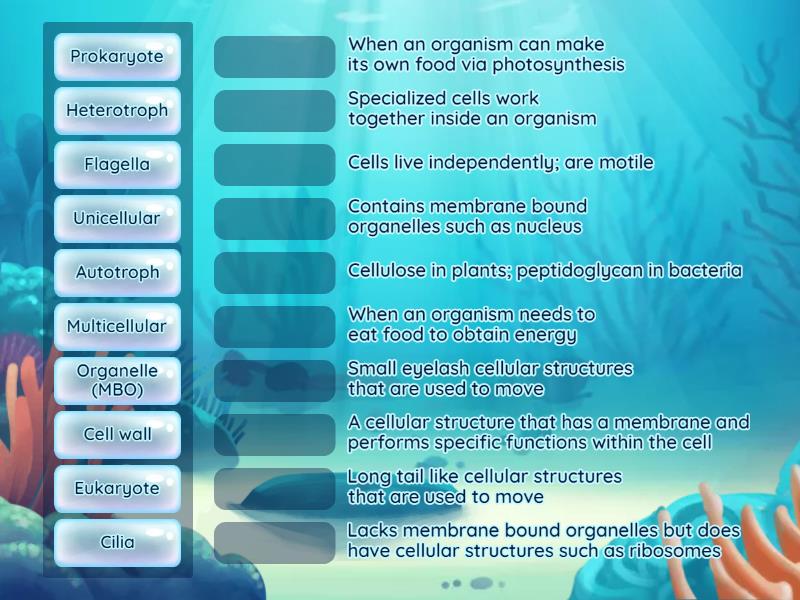 Cell vocab - Match up