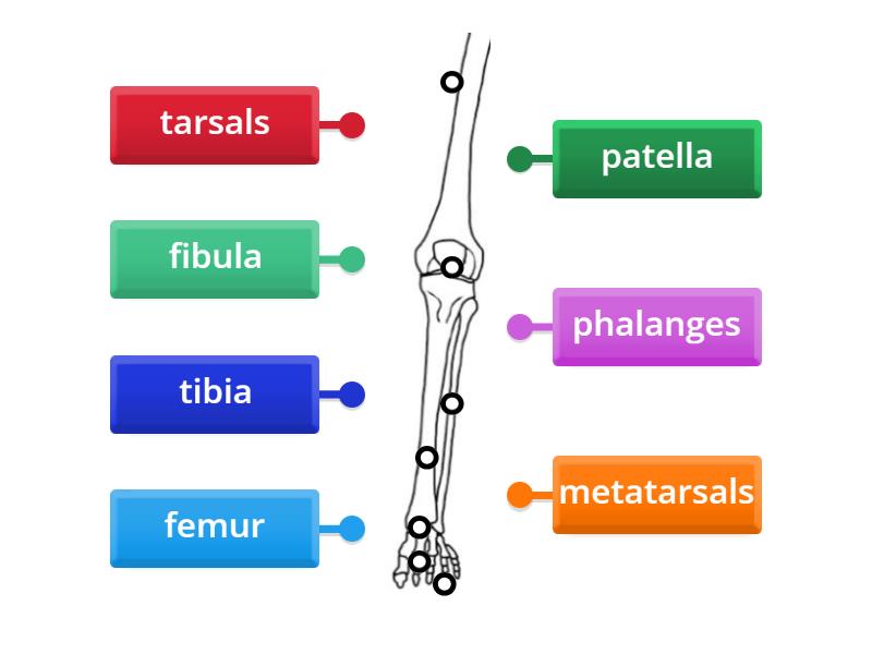bones of the leg and foot - Labelled diagram