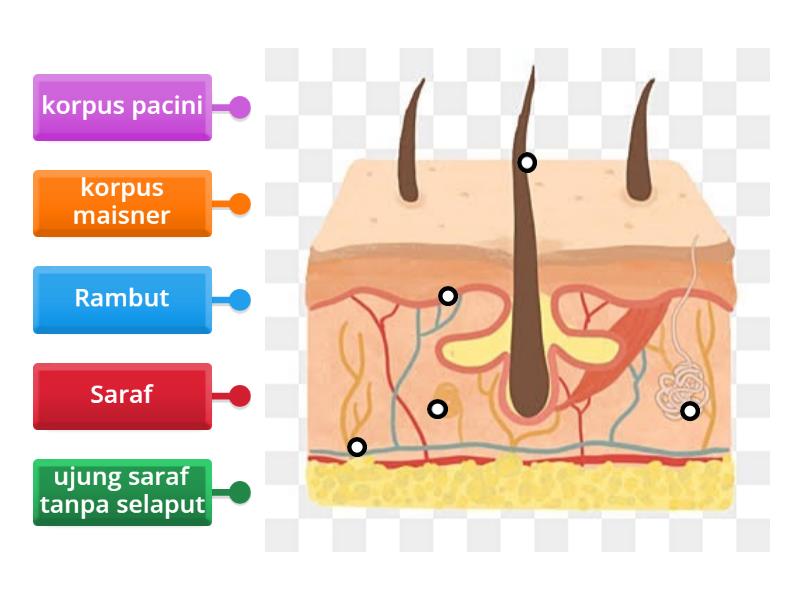 Kulit - Labelled diagram