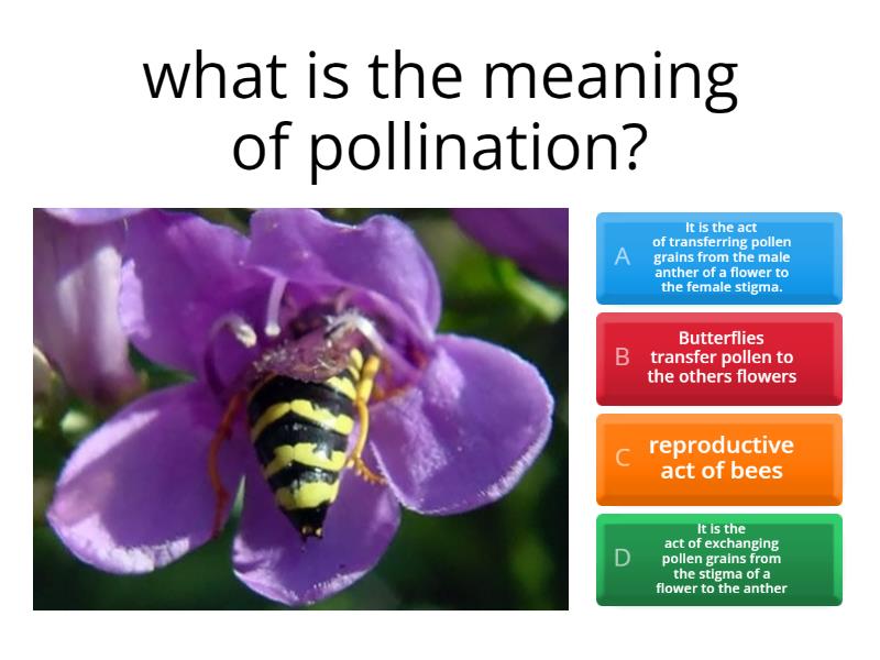 POLLINATION - Quiz