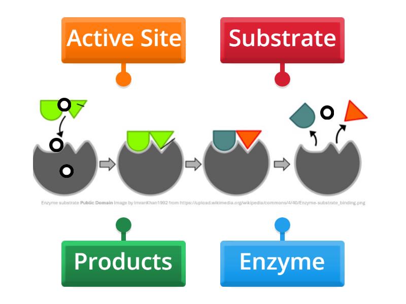 Enzyme Substrate Complex Labeling - Labelled diagram