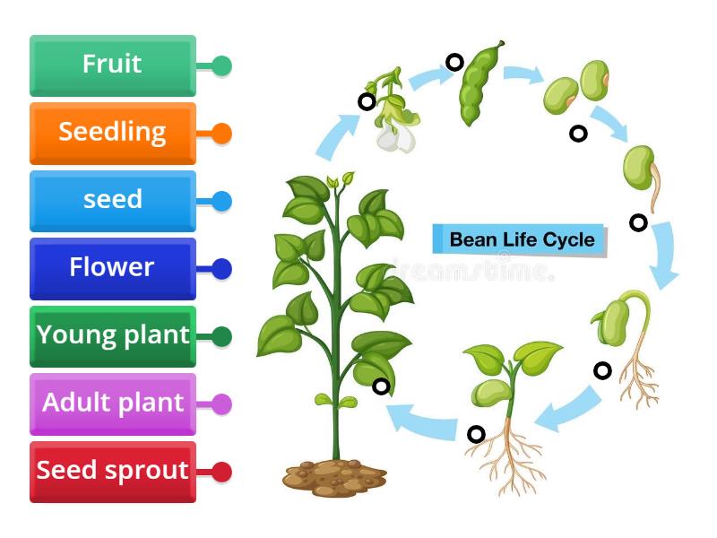 Life Cycle of flowering plant - Labelled diagram