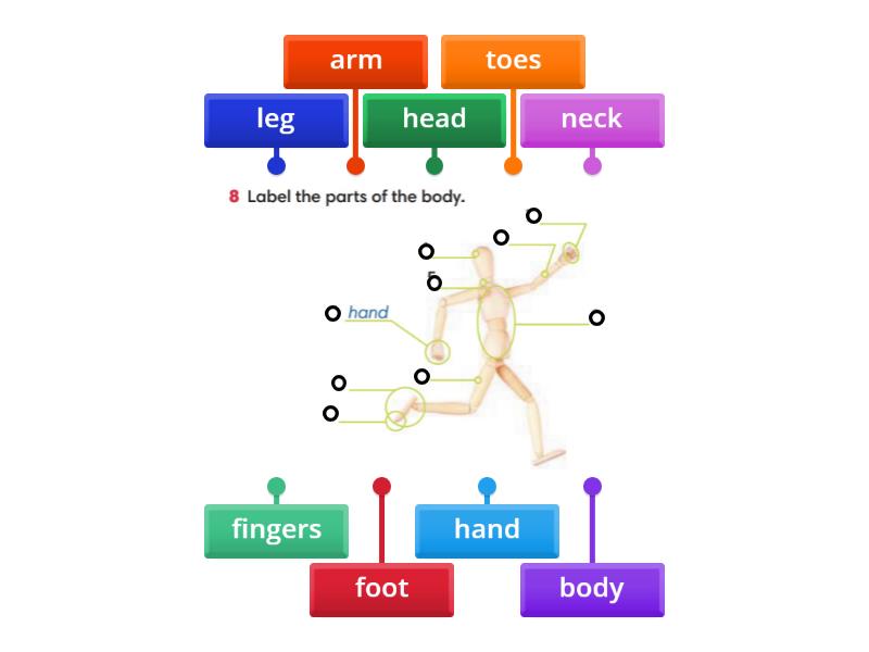 go getter 1 parts of the body - Labelled diagram