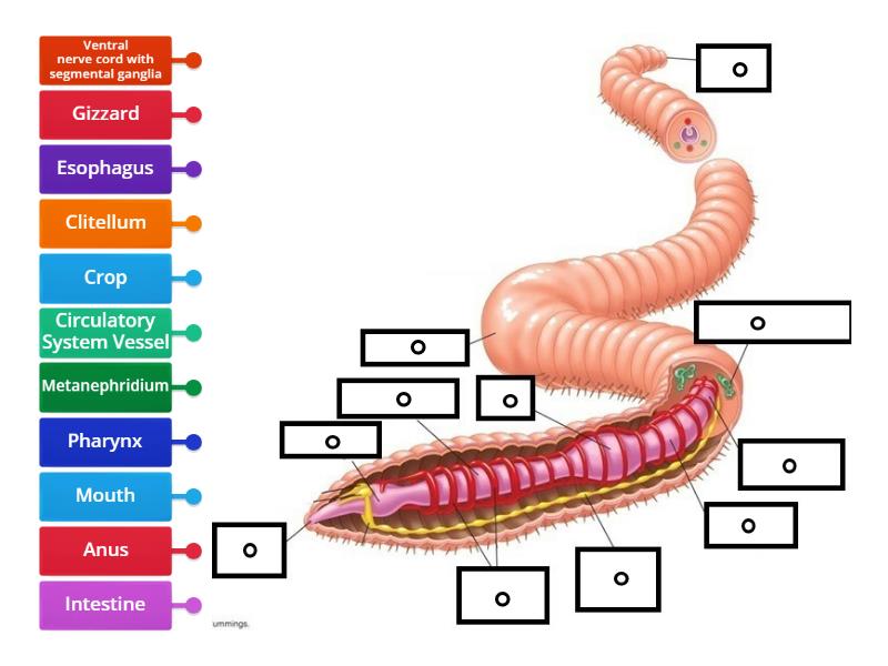 Structure of Annelid (Animalia : Phylum Annelida) - Labelled diagram