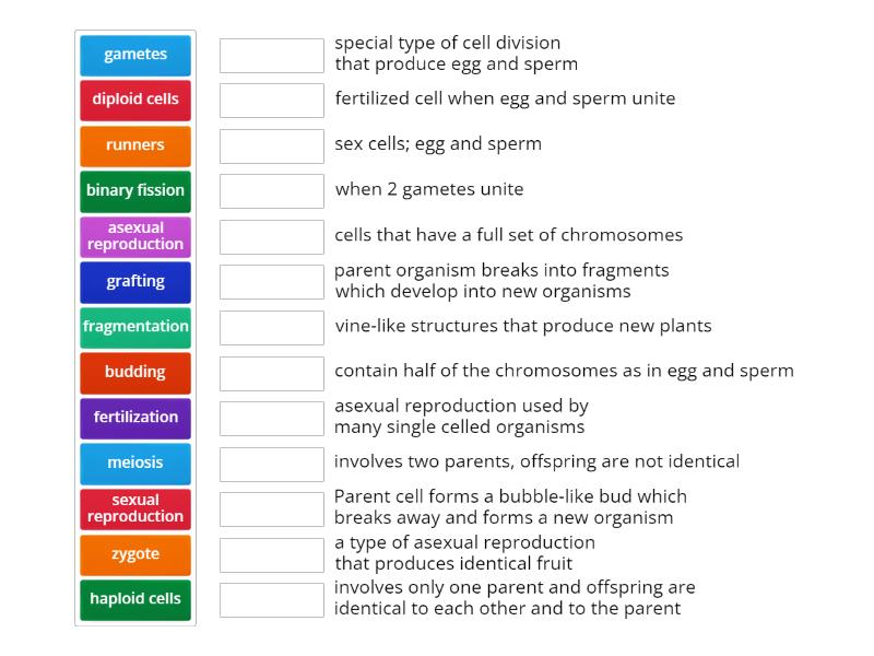 Sexual and Asexual Reproduction - Match up