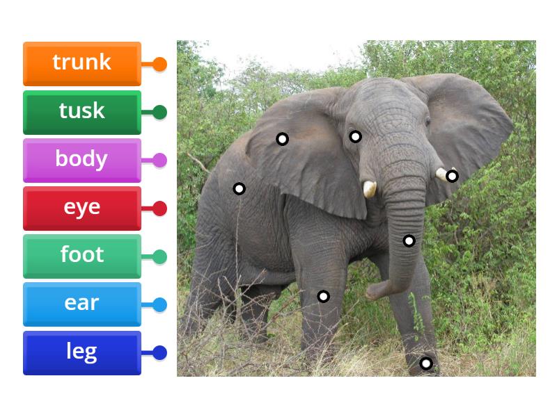 Elephant parts of body - Labelled diagram