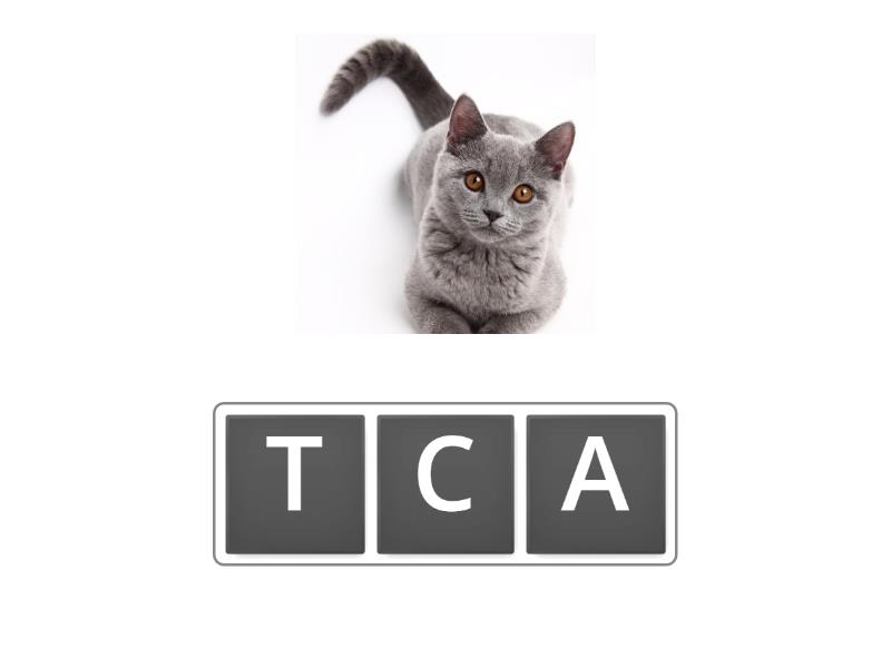 Practice CVC words G1 & 2 - Anagram