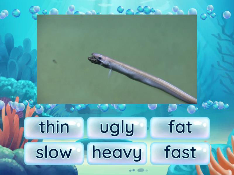 Adjectives under the sea - Find the match