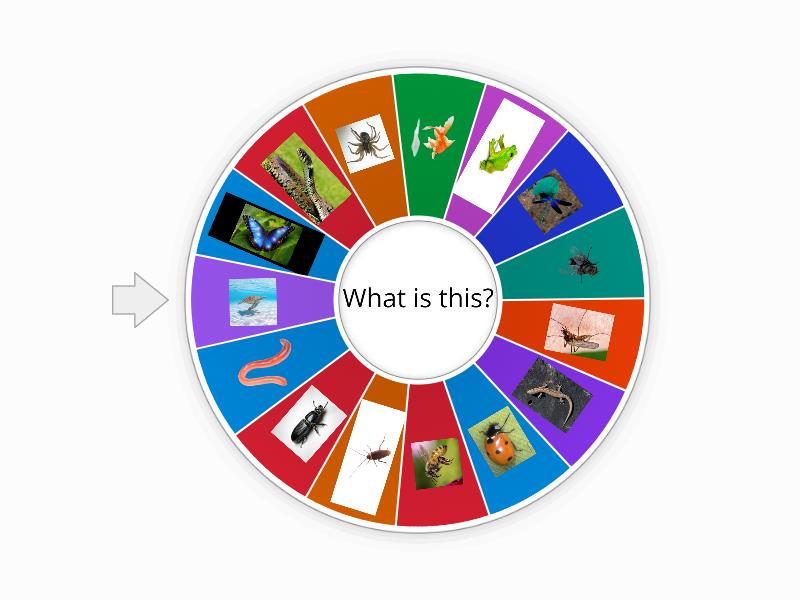 insects-reptiles - Spin the wheel