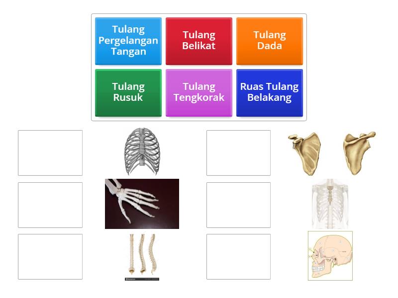 Pasangkan Struktur Tulang dengan Nama Tulang - Associação