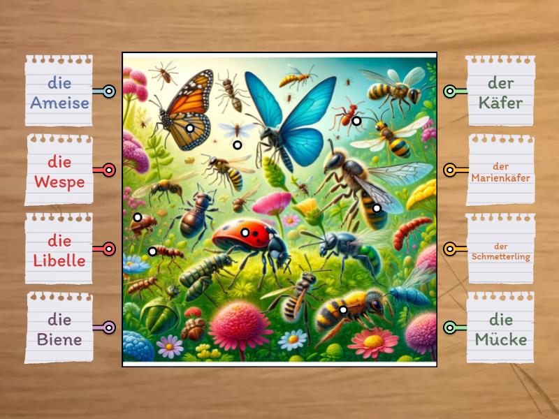 Insekten - Bild - Labelled diagram