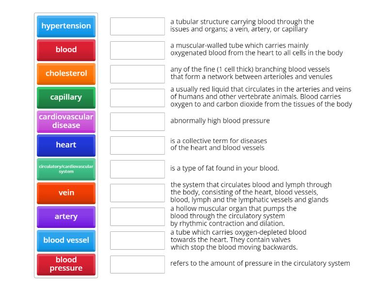 11th Cardiovascular system/ circulatory system - Match up