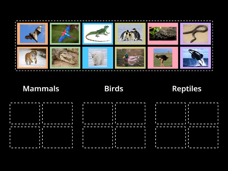 Classification - Mammals, birds, reptiles - Group sort