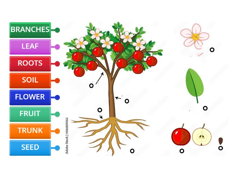 PARTS OF TREE - Labelled diagram
