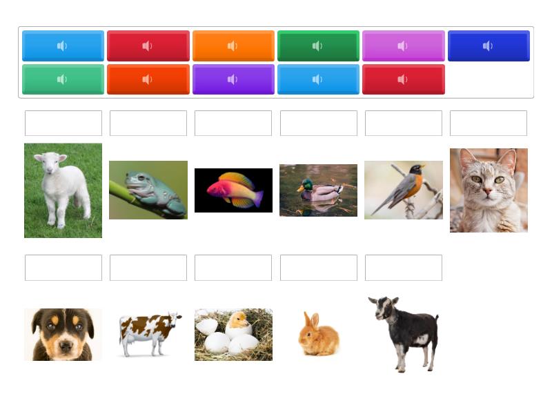 Vova Dex Animals - Match up