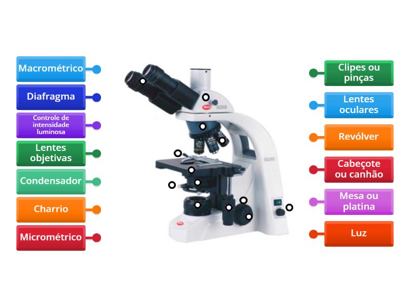 Partes do Microscópio - Labelled diagram