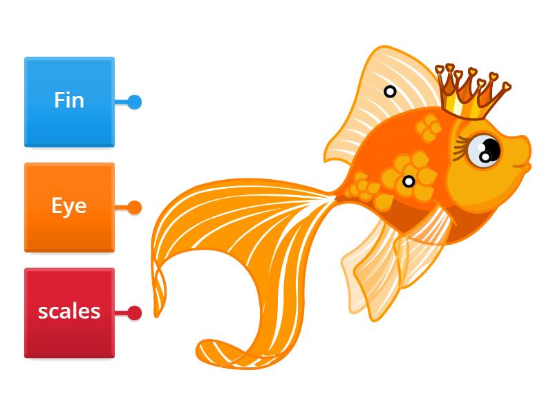 Fish - Labelled diagram