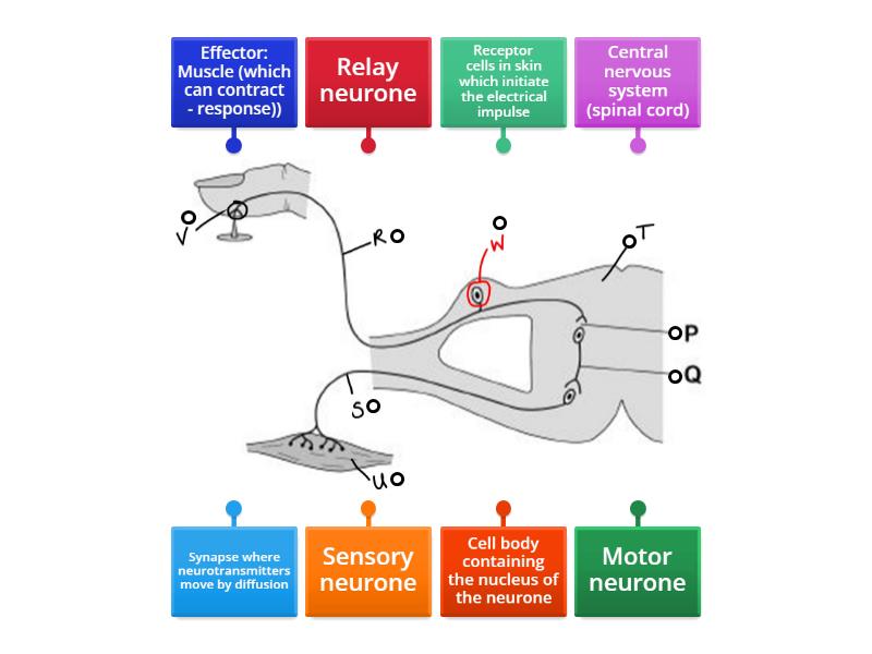 Reflex arc - Labelled diagram