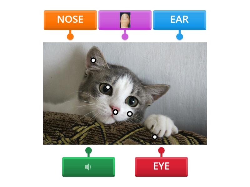 CATS - Labelled diagram