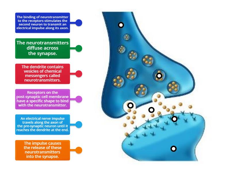 Synapses - Labelled diagram