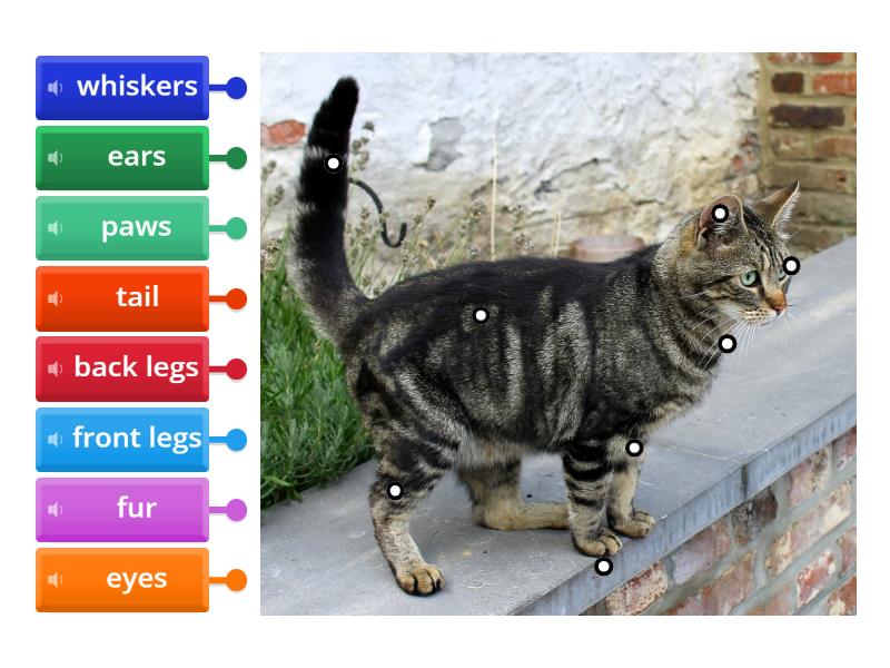 Cat body parts - Labelled diagram