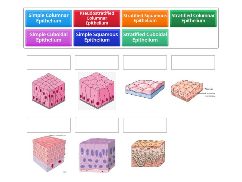 Epithelial Tissue Quiz Match Up