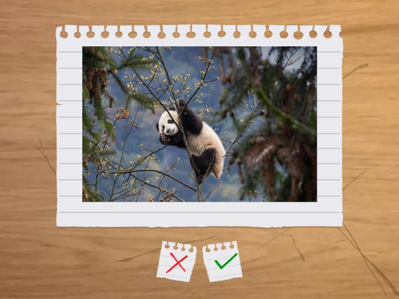 Grade 1 Starter - Flash cards